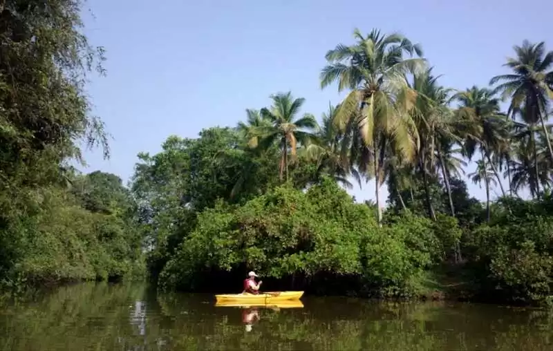 Mangrove Kayaking In Goa - Backwater Kayaking Package - Goa