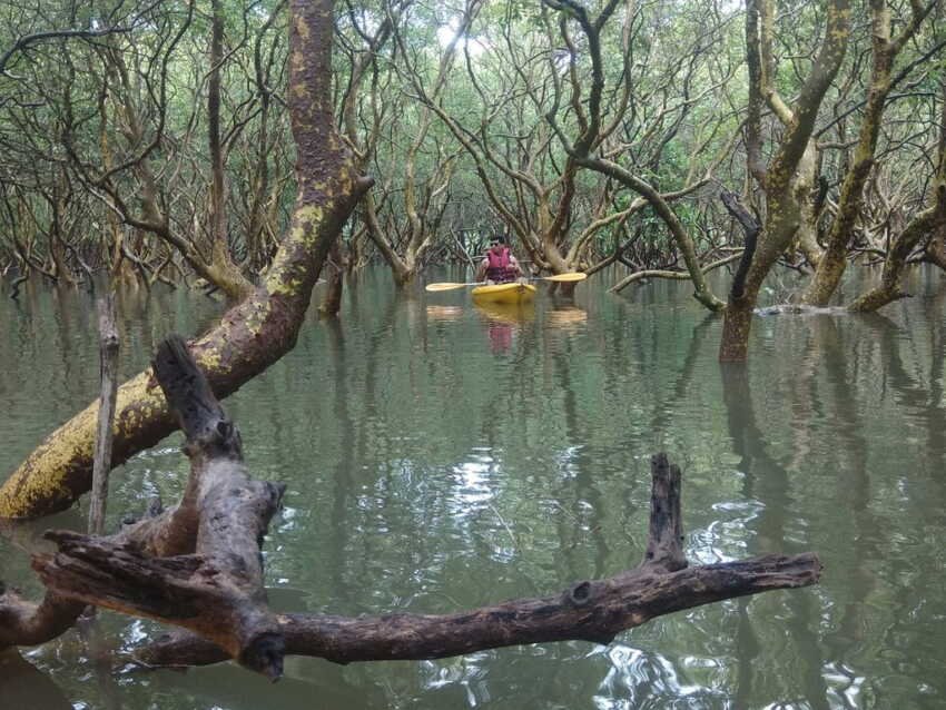 Backwater Kayaking In Goa | Top Backwater Kayaking Tours List